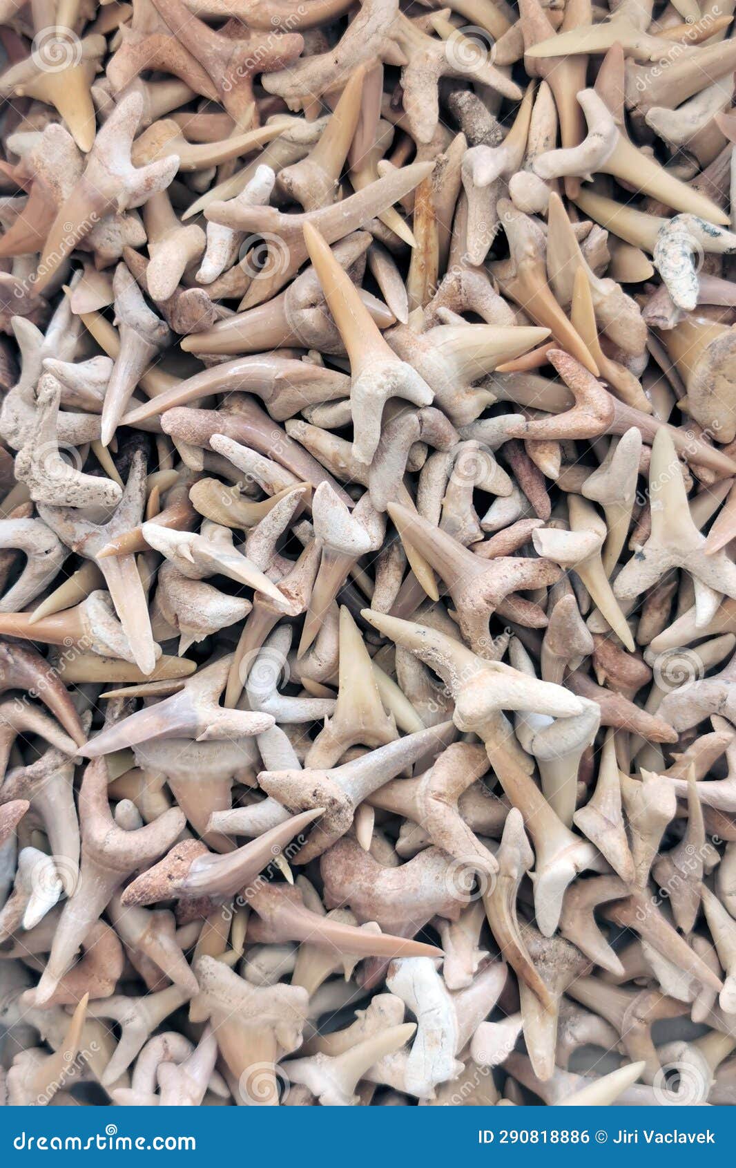 Sharks tooths texture stock photo. Image of texture - 290818886