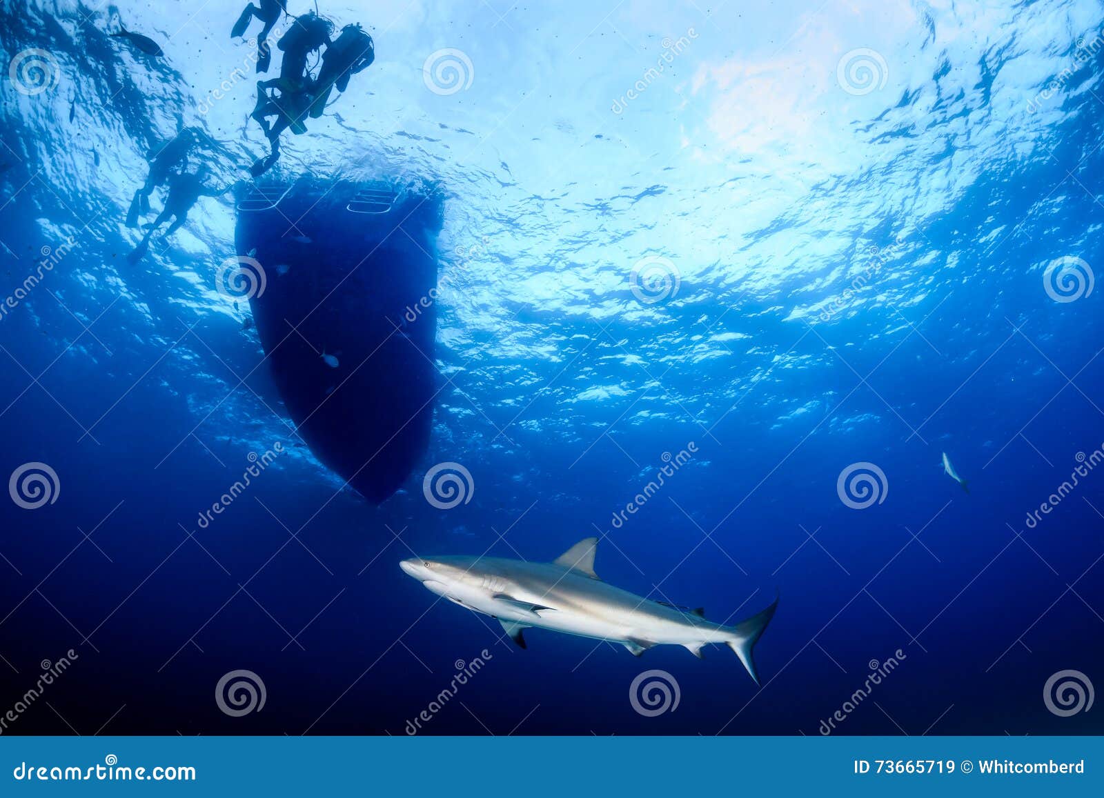 Sharks underneath a boat stock image. Image of color - 73665719