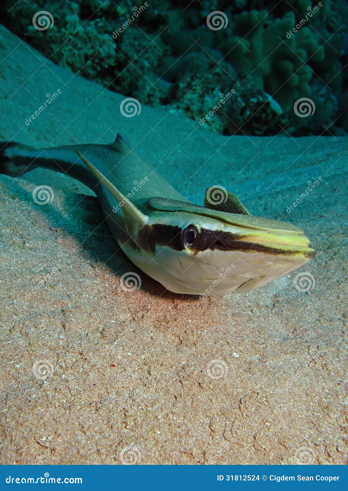 Sharksucker foto de archivo. Imagen de azul, vida, tropical - 31812524