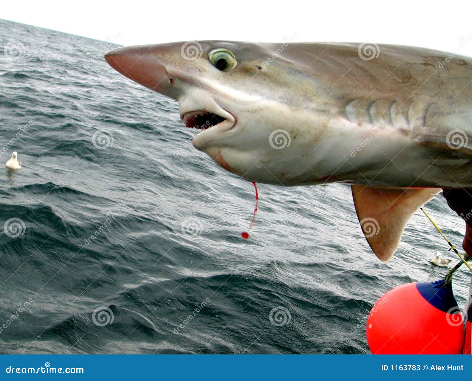 Sharky stock image. Image of sharp, blood, cornwall, predator - 1163783