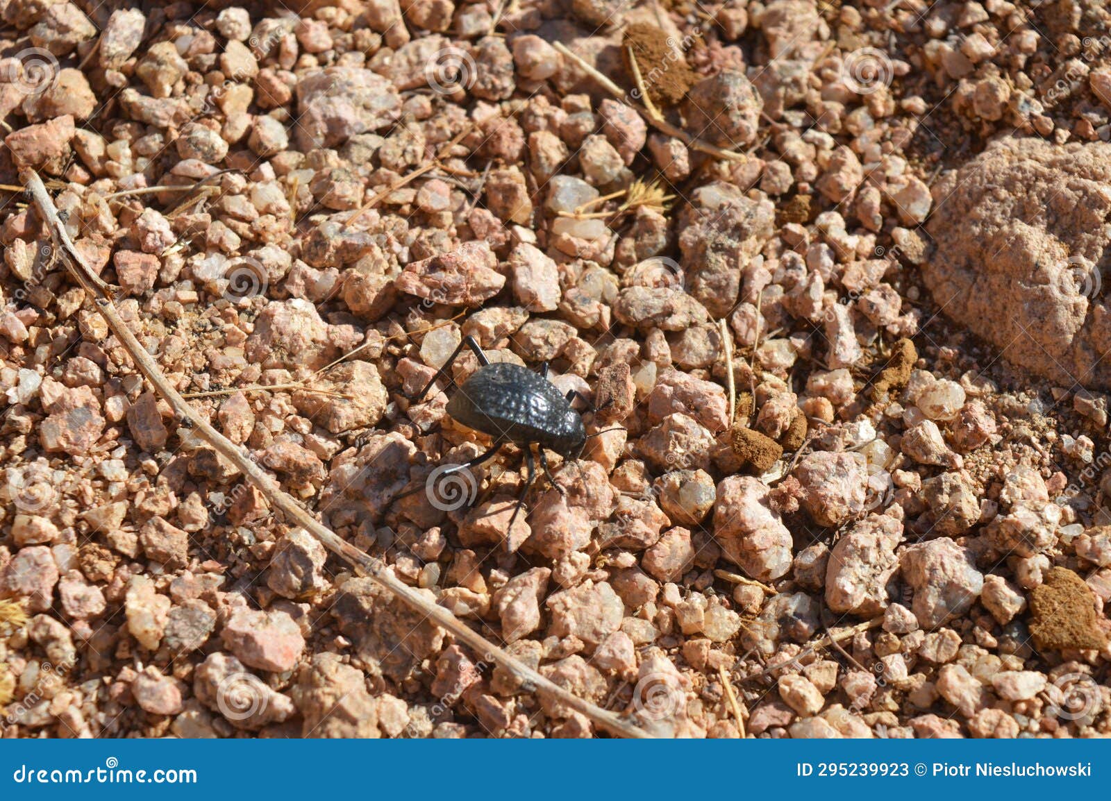 Beetle. Sahara desert stock image. Image of food, arthropod - 295239923