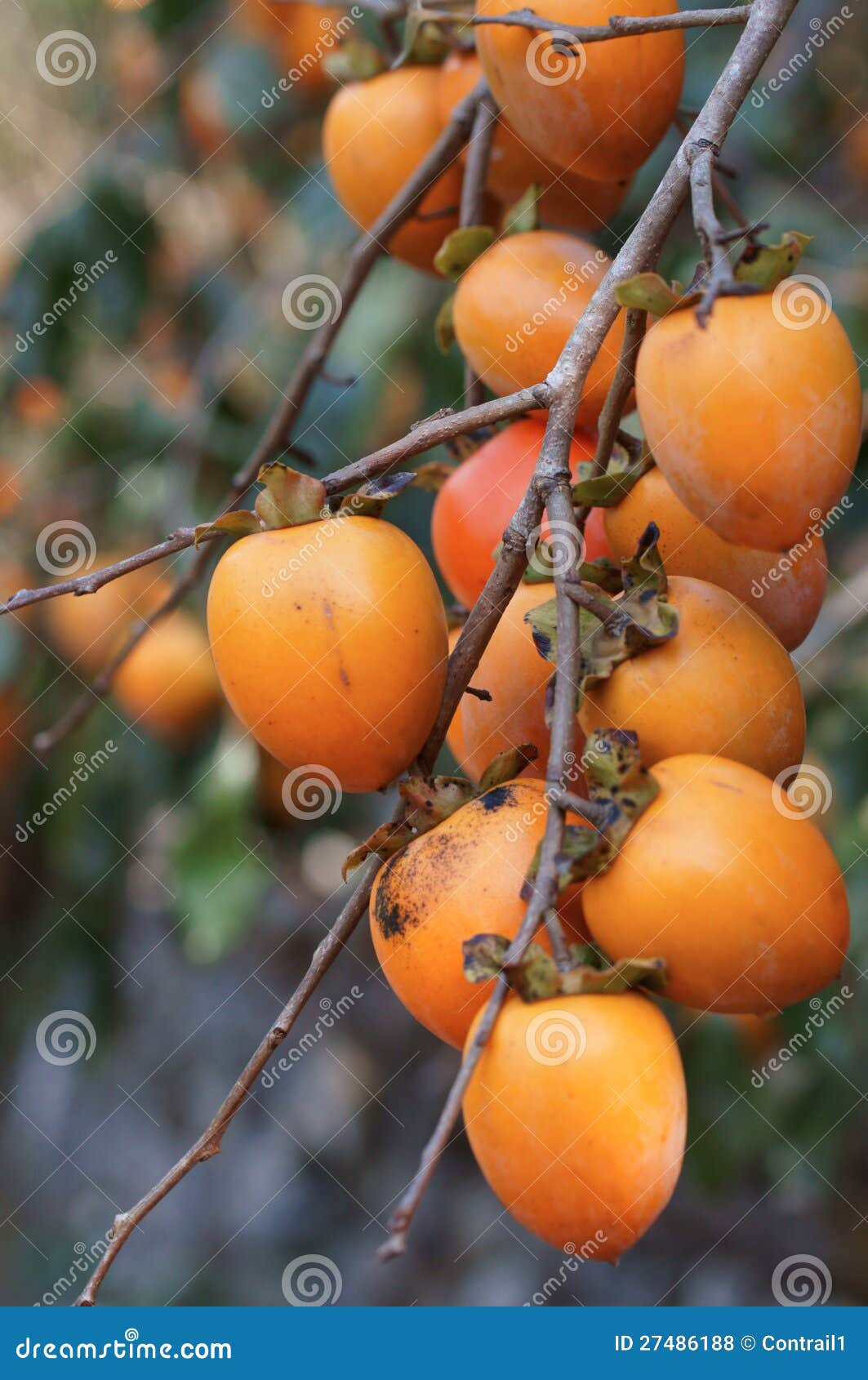 Sharon Fruit stock photo. Image of yellow, organic, japanese - 27486188