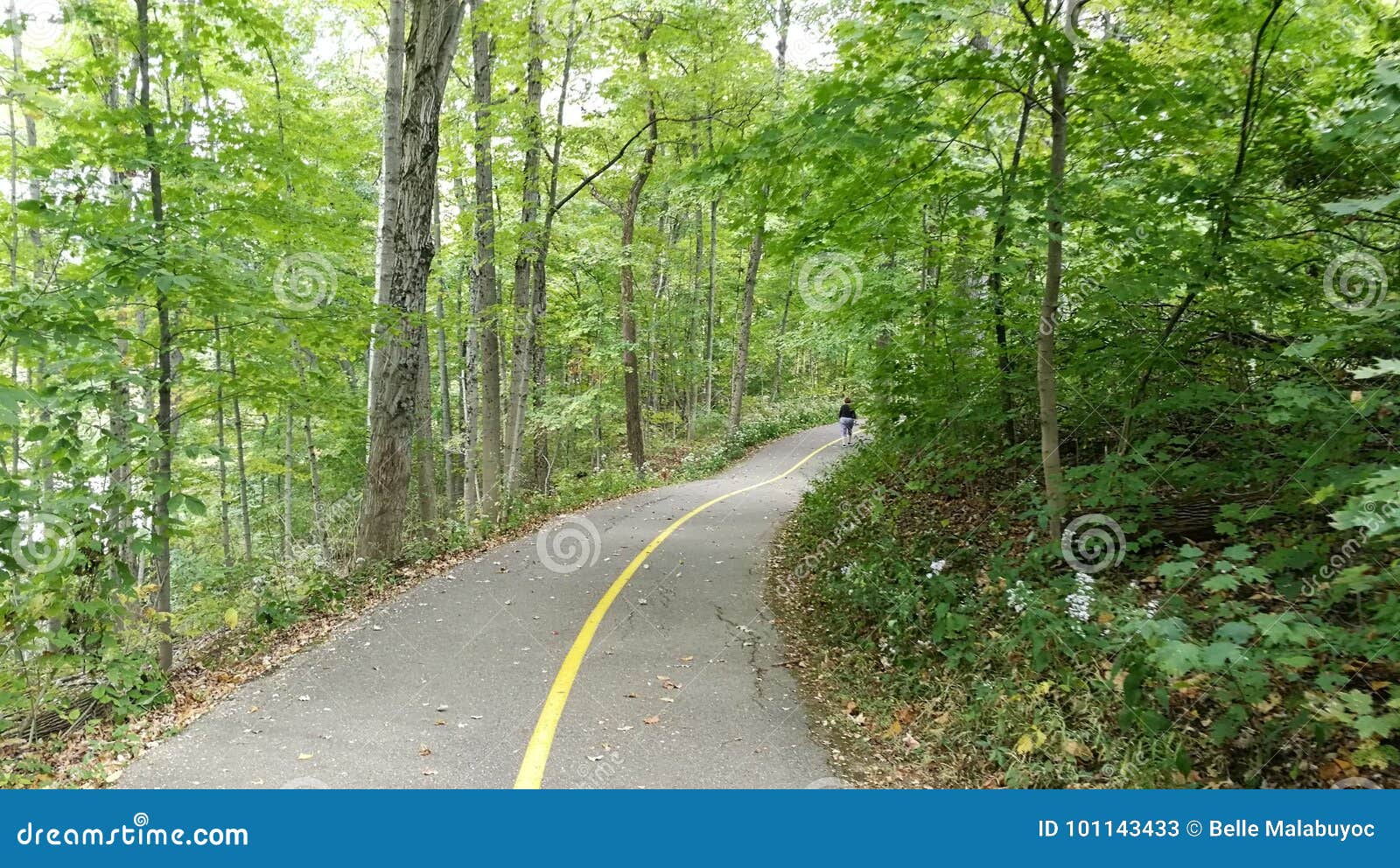 Nature in Ohio stock image. Image of jungle, path, deciduous - 101143433