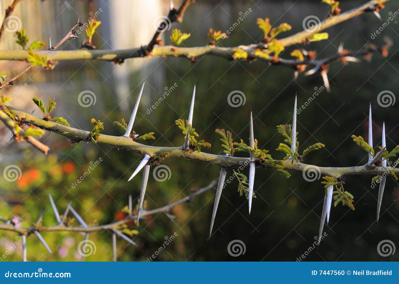 Sharp Acacia Thorns stock photo. Image of sharp, spring - 7447560