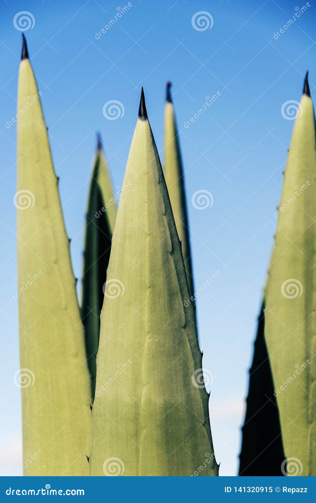 Sharp Aloe Vera Plant Branches Stock Image - Image of flora, branches ...