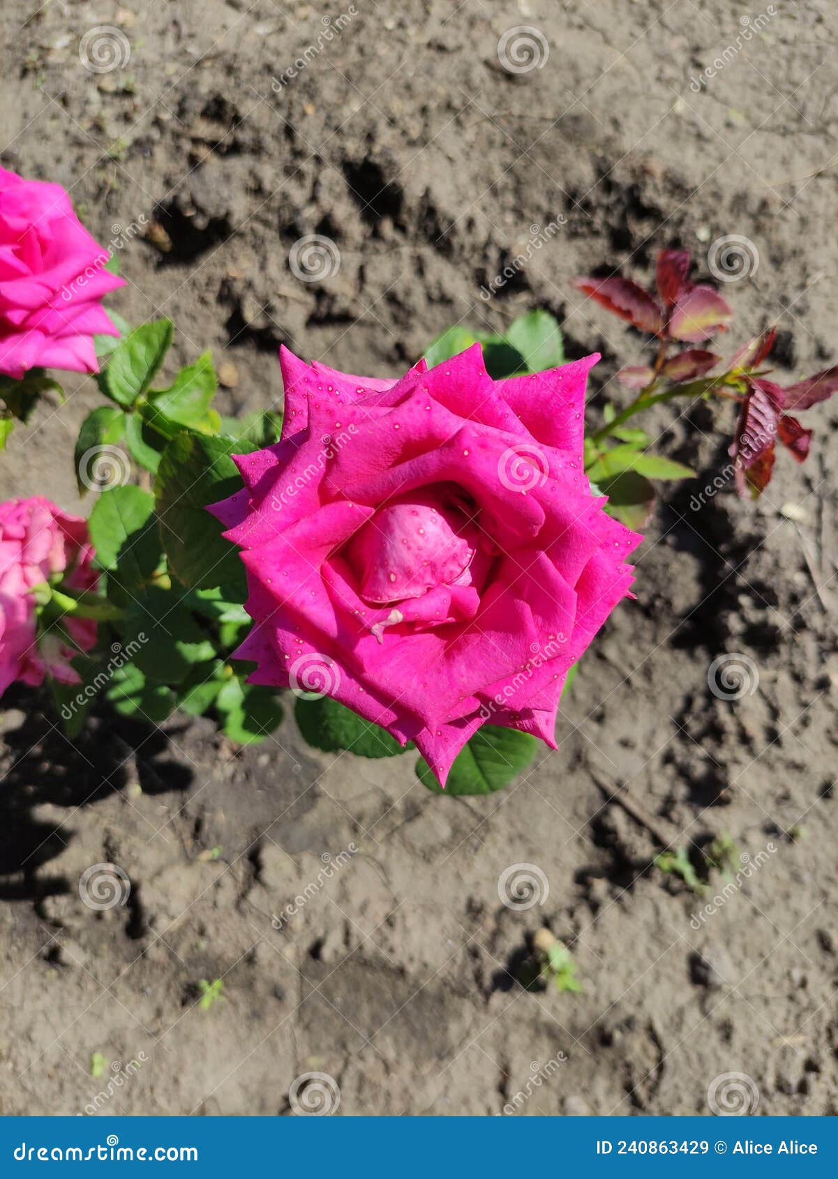 Sharp - angled rose! stock image. Image of bouquet, shrub - 240863429