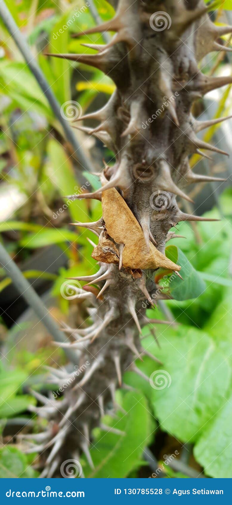Sharp Barbed stem stock photo. Image of plantation, sharp - 130785528