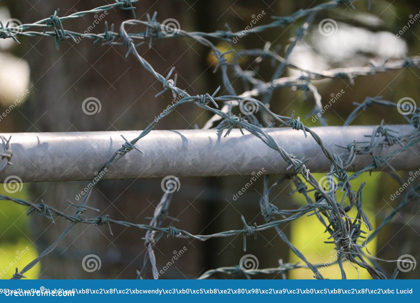 Sharp Barbed Wire on a Gate Stock Photo - Image of twisted, barbed ...