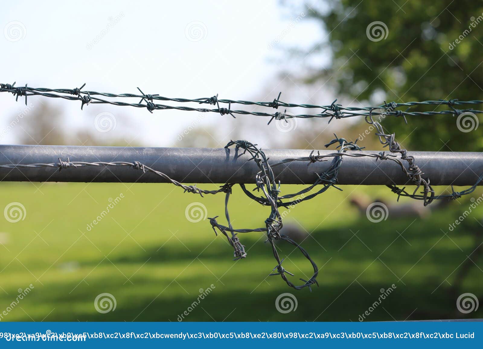 Sharp Barbed Wire on a Gate Stock Image - Image of sharp, wire: 179989919