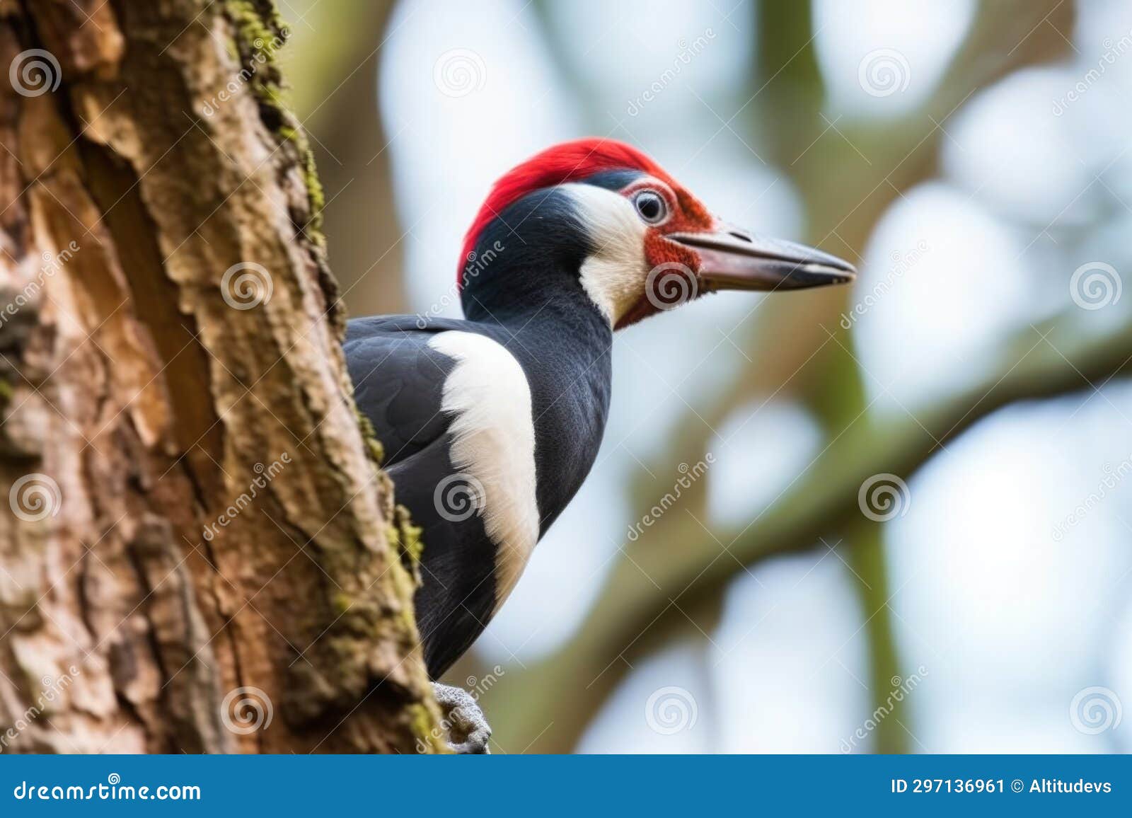 The Sharp Beak of a Woodpecker Against Tree Trunk Stock Image - Image ...