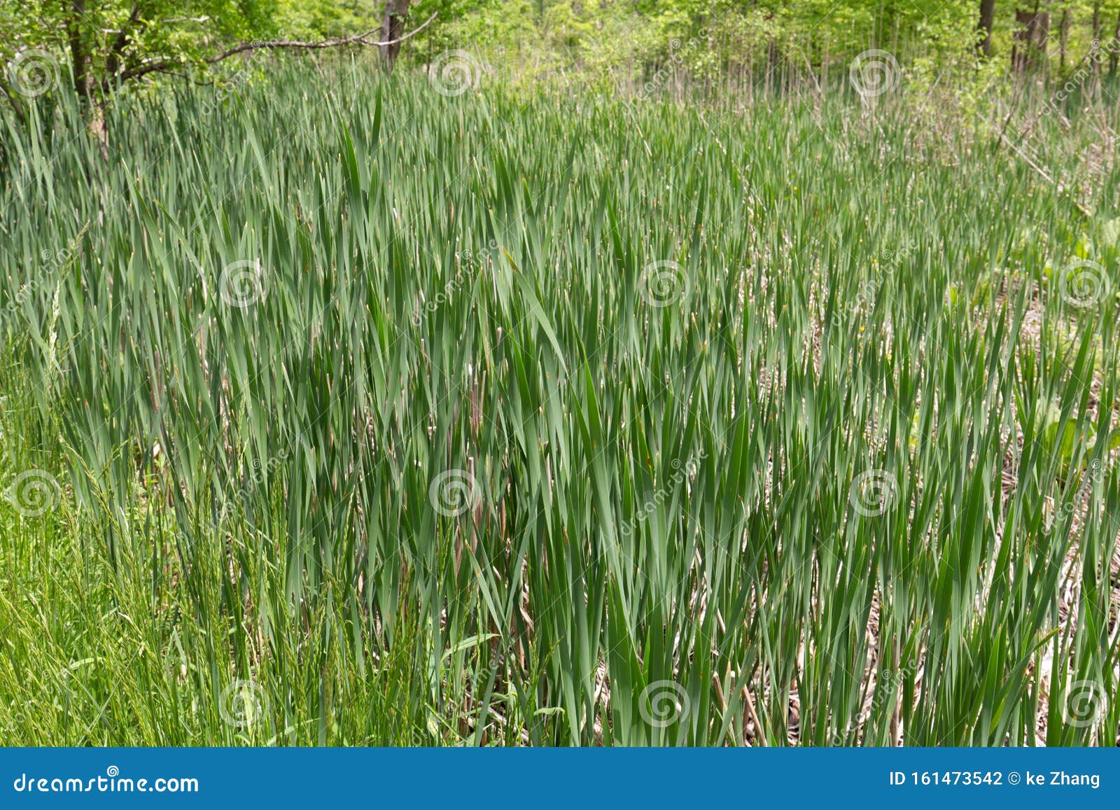 Sharp Blades of Grass in Pasture Stock Photo - Image of perched, shiny ...