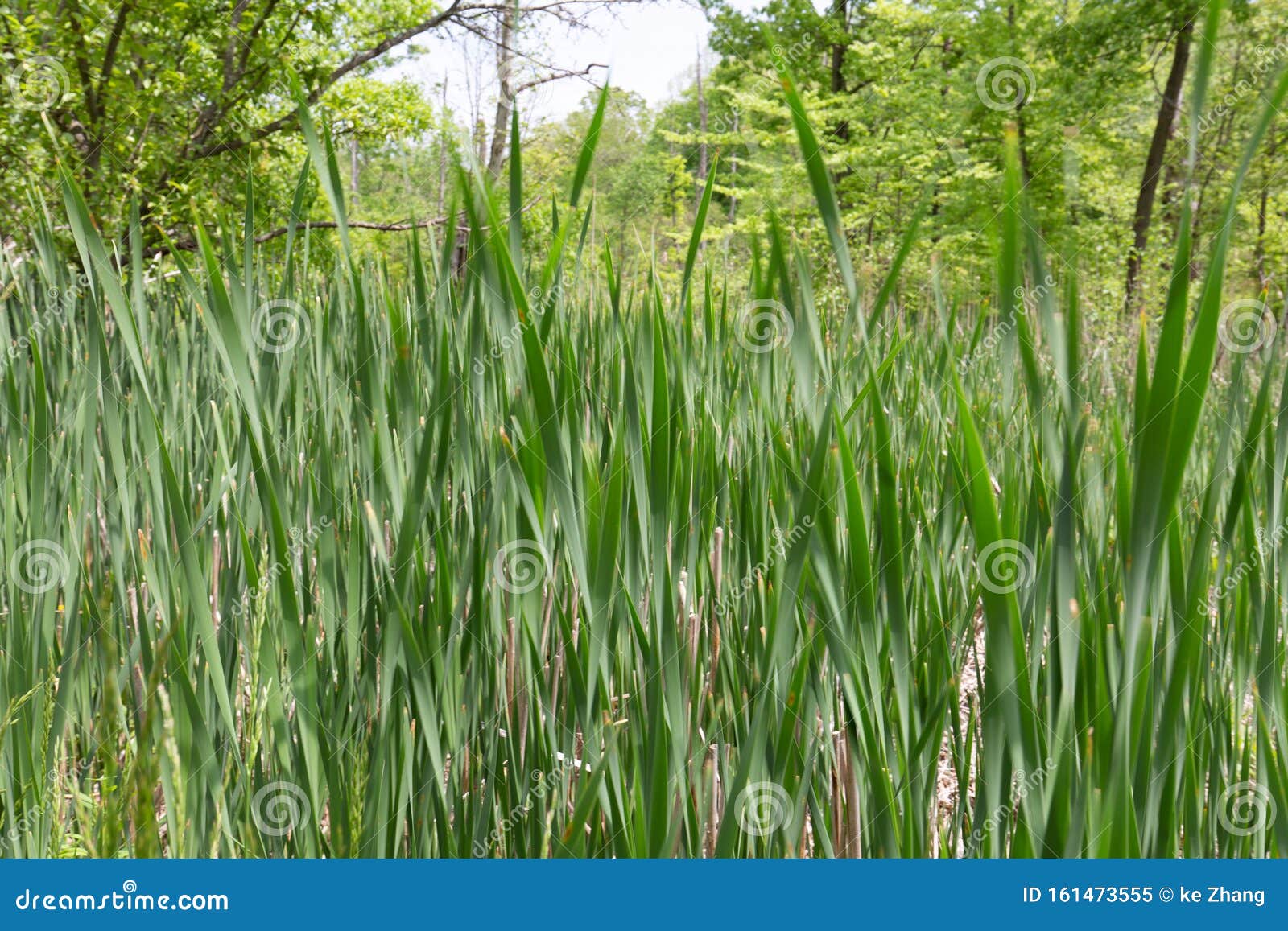 Sharp Blades of Grass in Pasture Stock Image - Image of illuminated ...