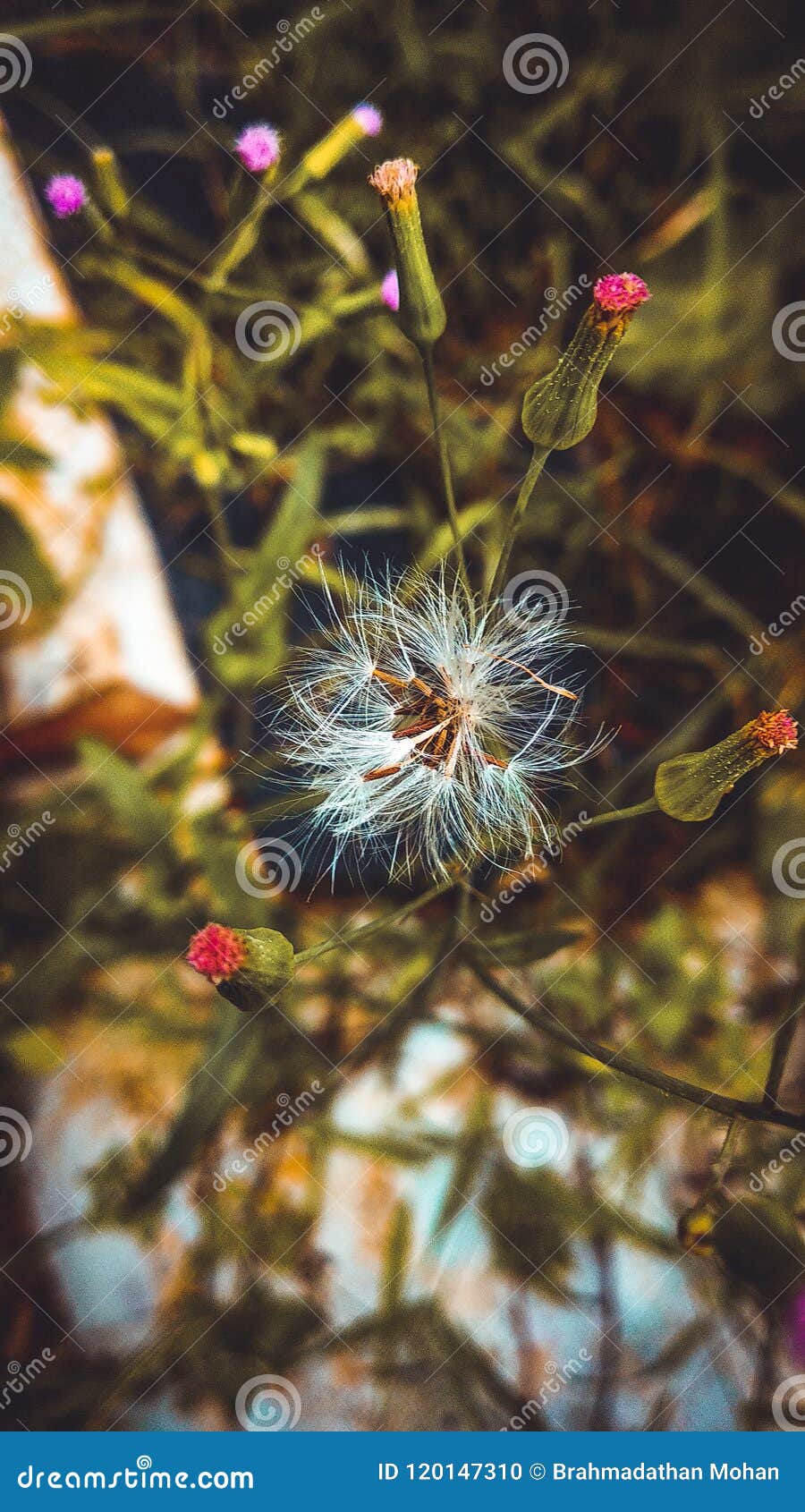 Sharp Bloom stock photo. Image of sharp, bloom, backyard - 120147310