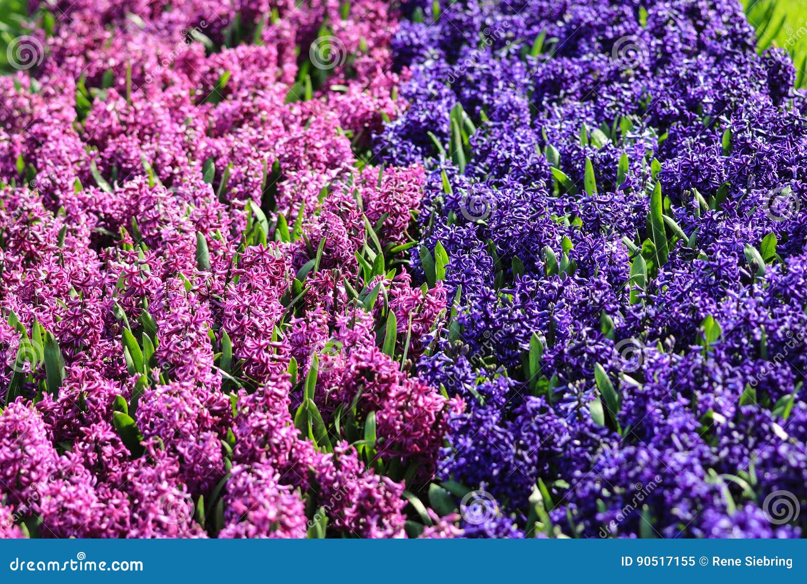 A Sharp Border between Pink and Purple Hyacinths Stock Image - Image of ...
