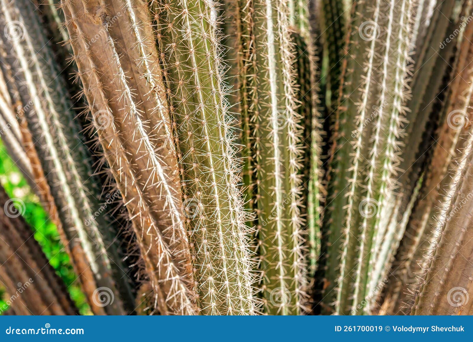 Sharp Cacti, Cactus Texture Stock Image - Image of desert, prickly ...