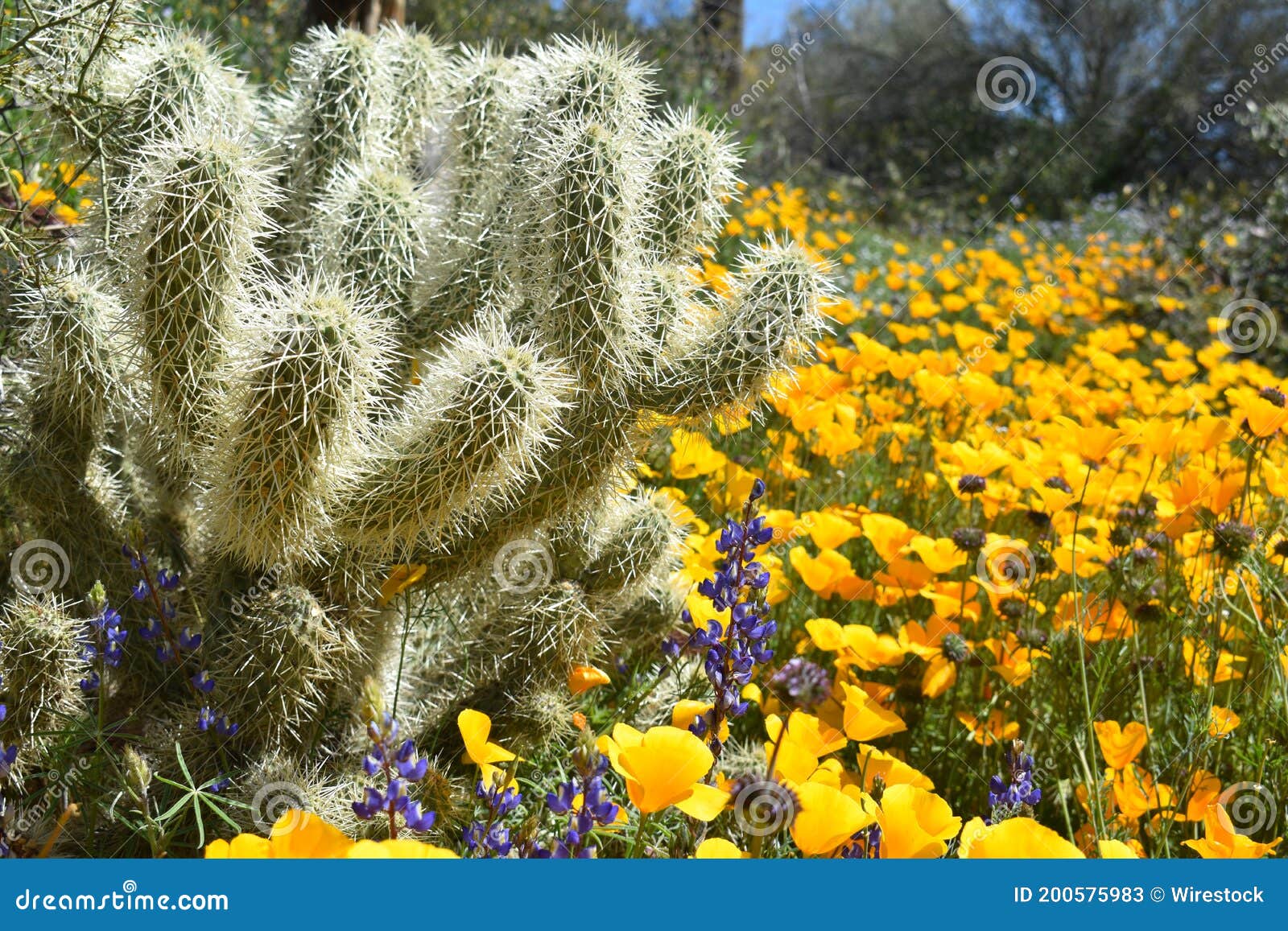 Sharp Cactus on the Field Covered in Flowers - Great for Wallpapers ...