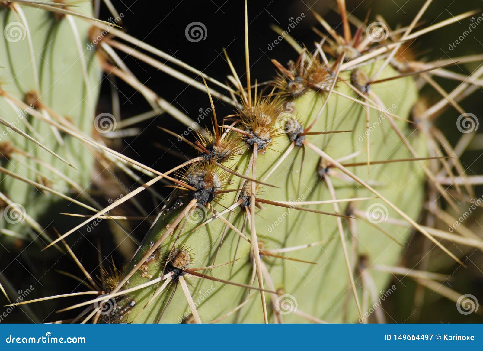 Sharp Cactus Spines Close Up Stock Image - Image of beauty, rows: 149664497