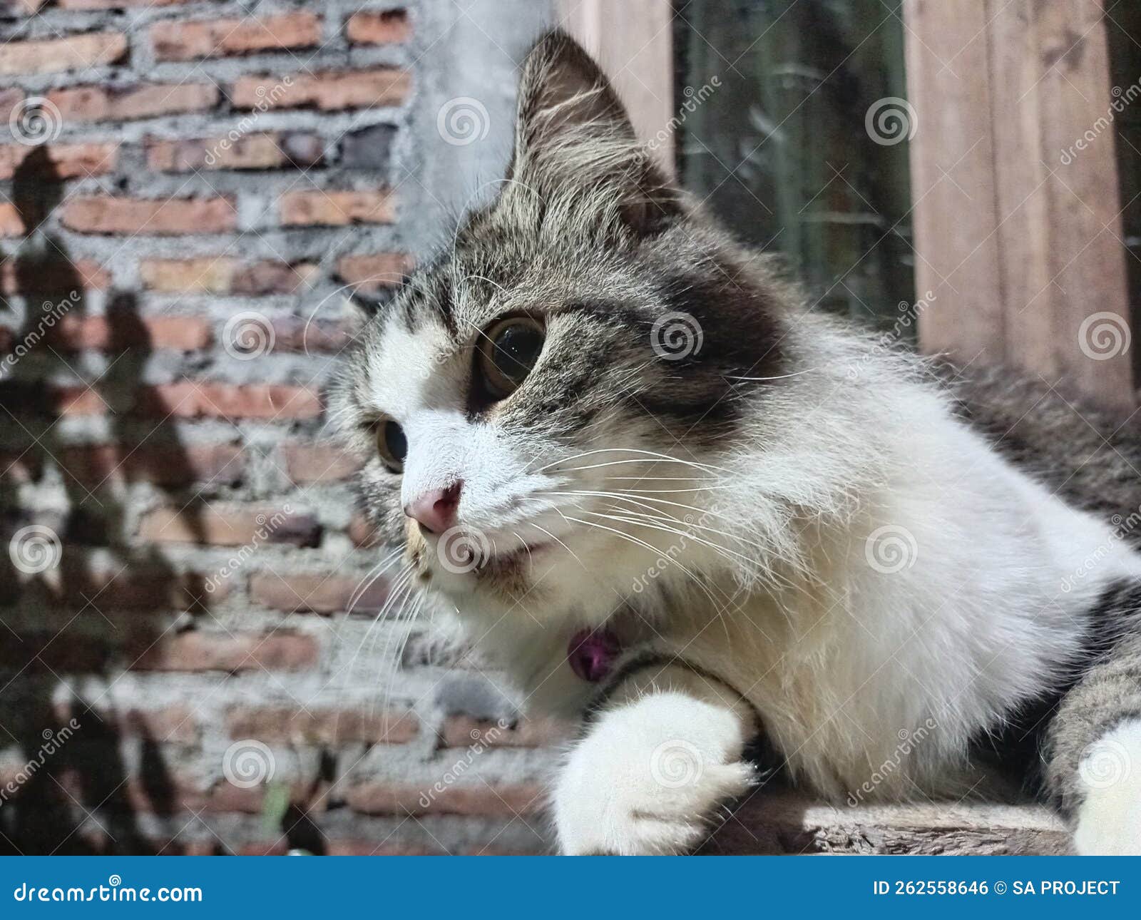 Sharp Cat Eyes are Glancing at Their Prey Stock Photo - Image of ...