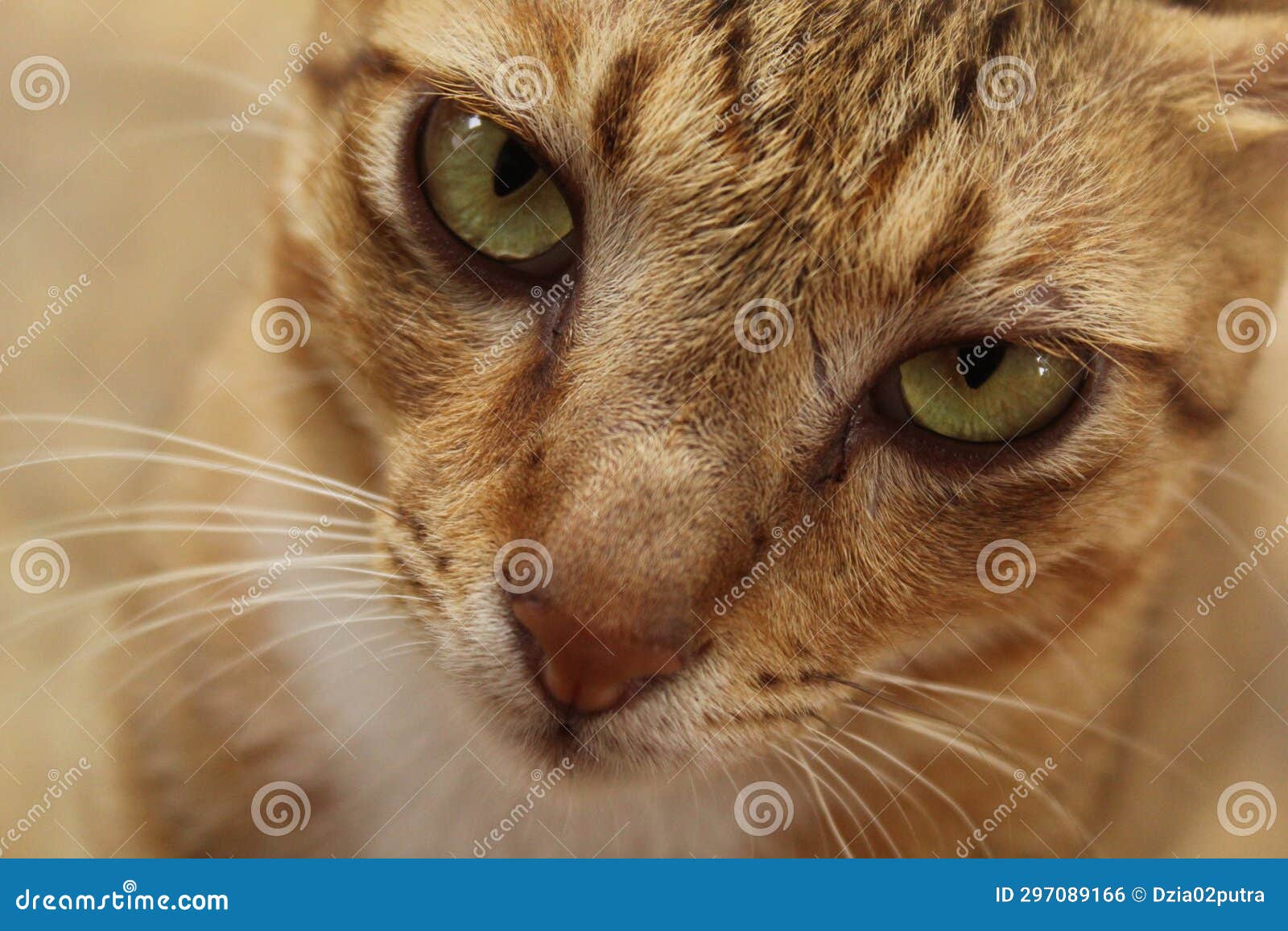 Sharp Cat Eyes and Long Whiskers Stock Photo - Image of eyes, whiskers ...