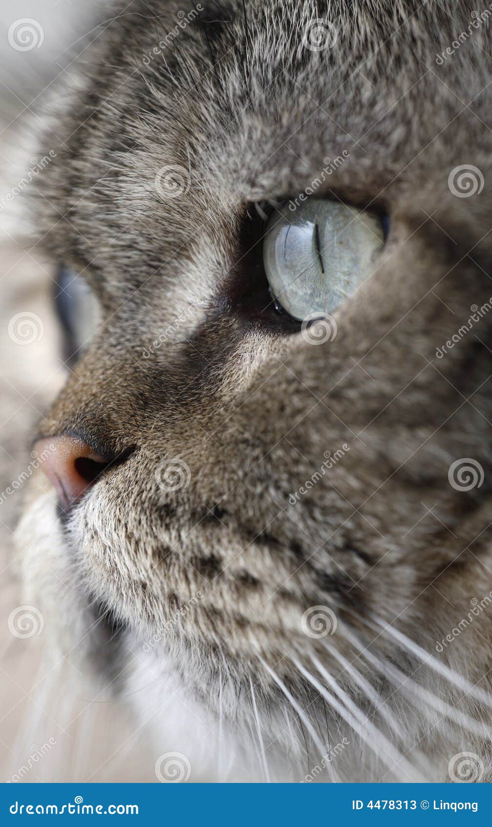 Sharp Cat s Eye stock image. Image of mouth, gluttonous - 4478313