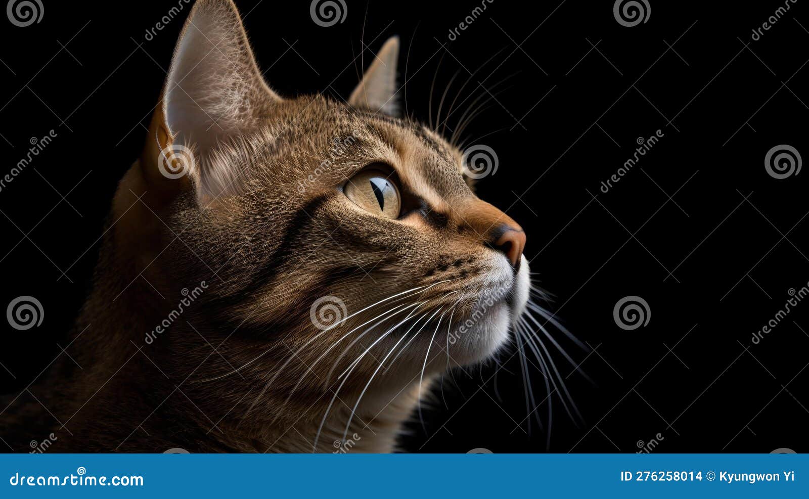 Photorealistic Cat Focus Close Up with Plain Background Generative Ai ...