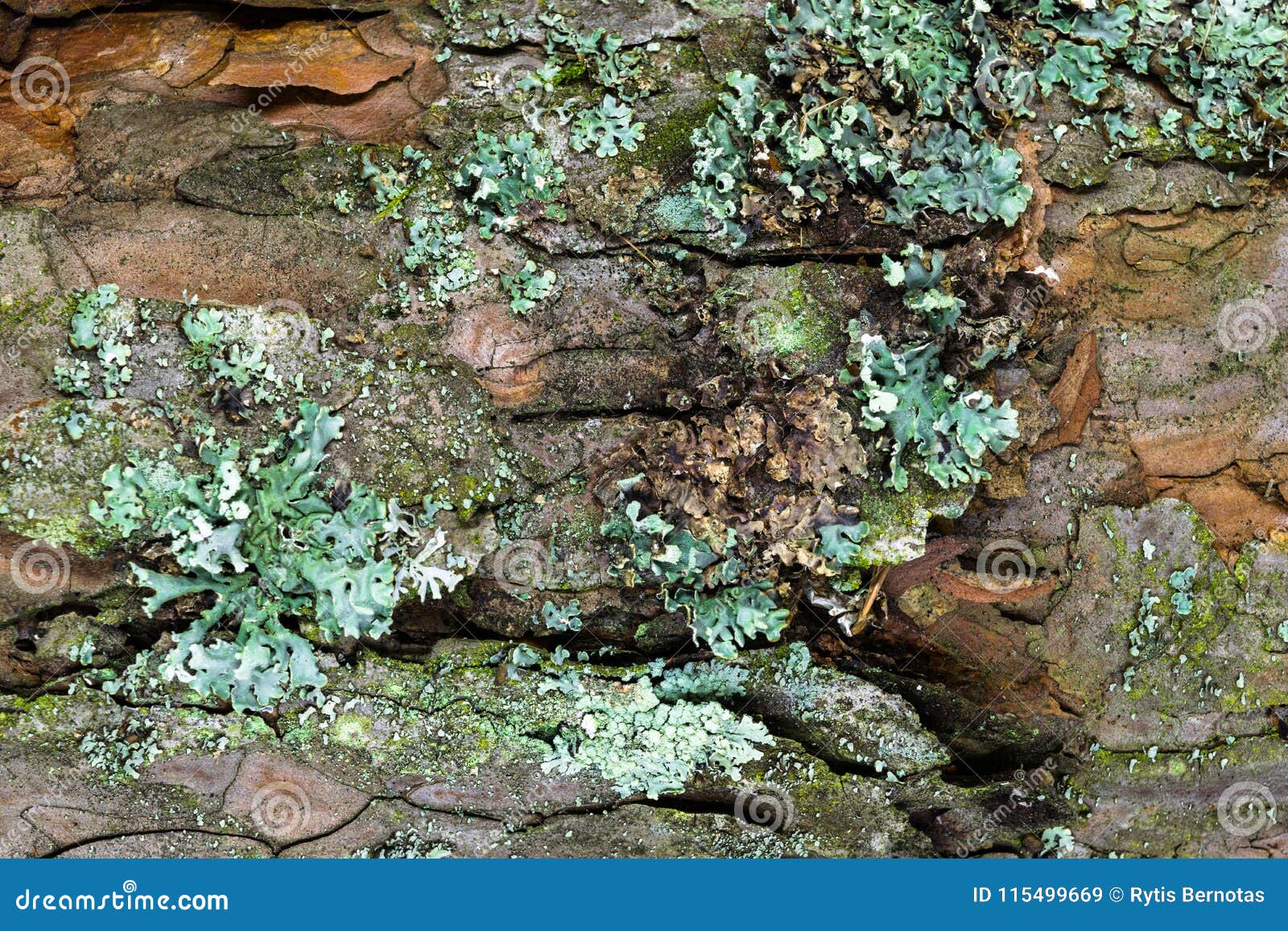 Sharp and Close Up View of Pine Bark Background Surface. Bark Covered ...