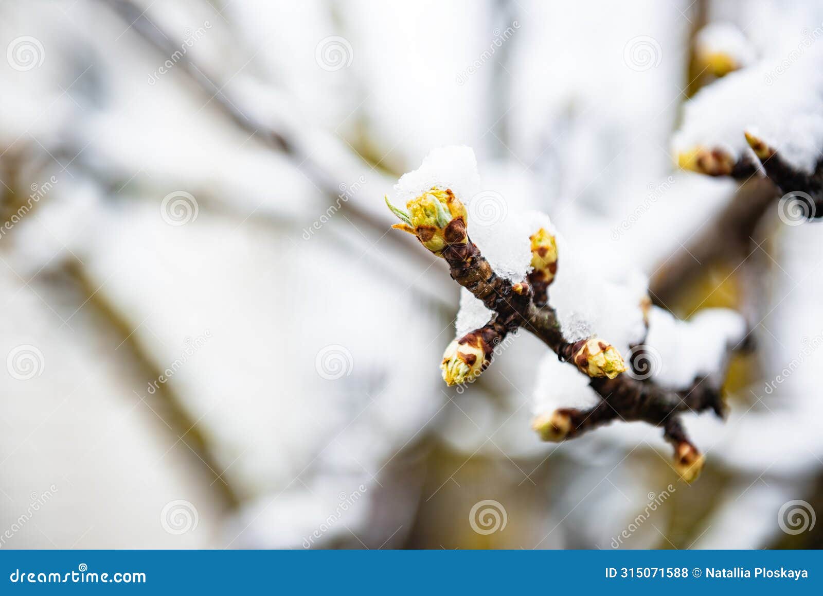 Sharp Cold Snap and Snowfall on Budding Trees in Spring. Stock Photo ... Sharp Cold Snap and Snowfall on Budding Trees in Spring. Stock Photo ...