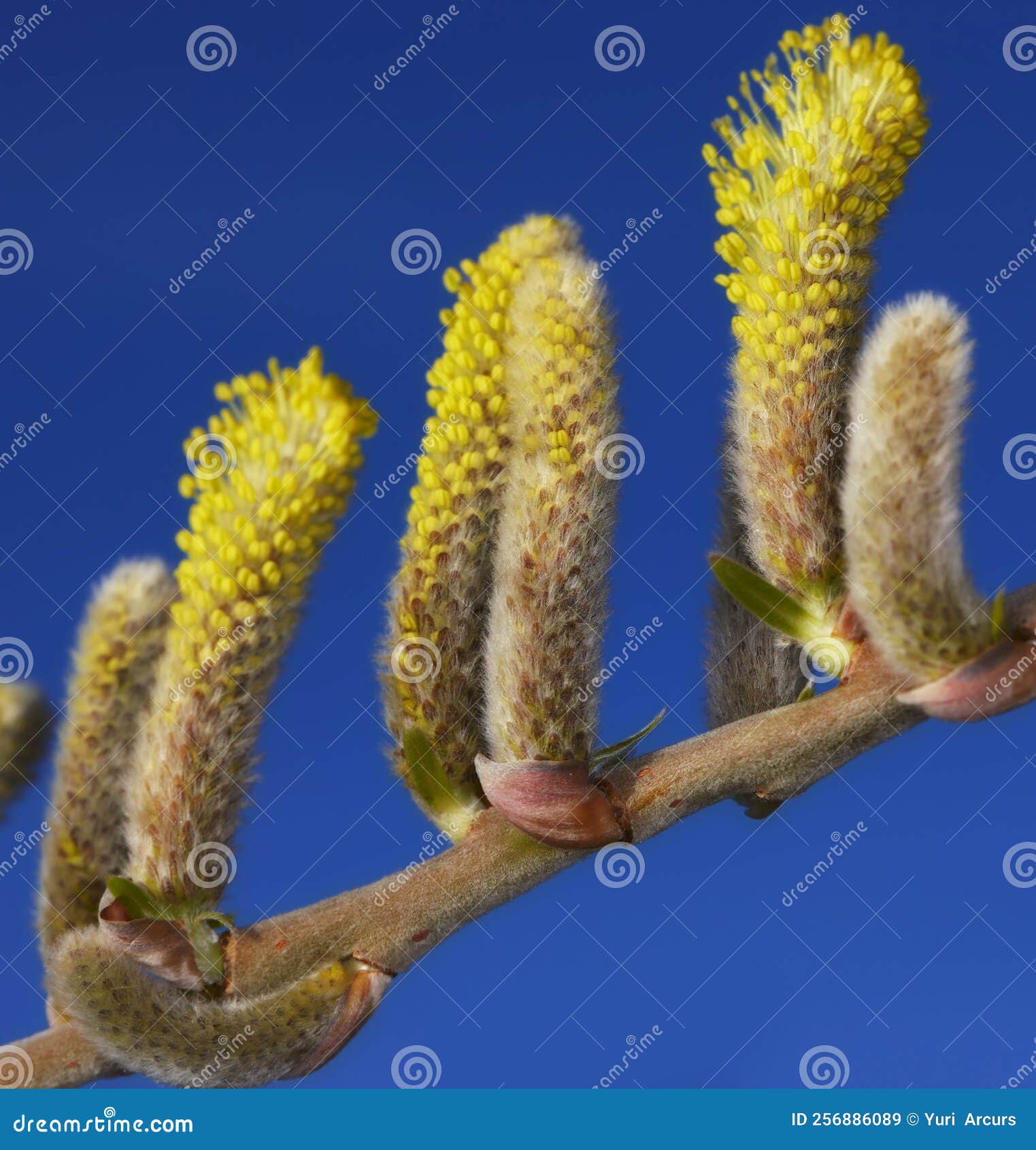 A Sharp and Detailed Photo of Nature Details in Springtime Stock Image ...