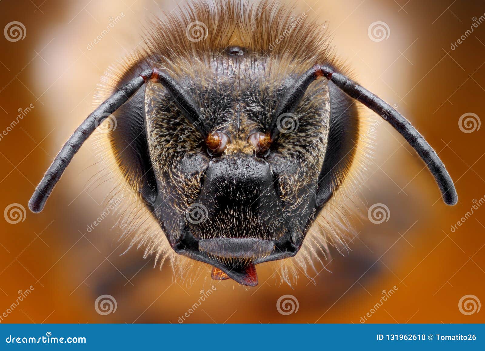 Sharp and Detailed Study of Bee Head Taken with Macro Objective Stacked ...