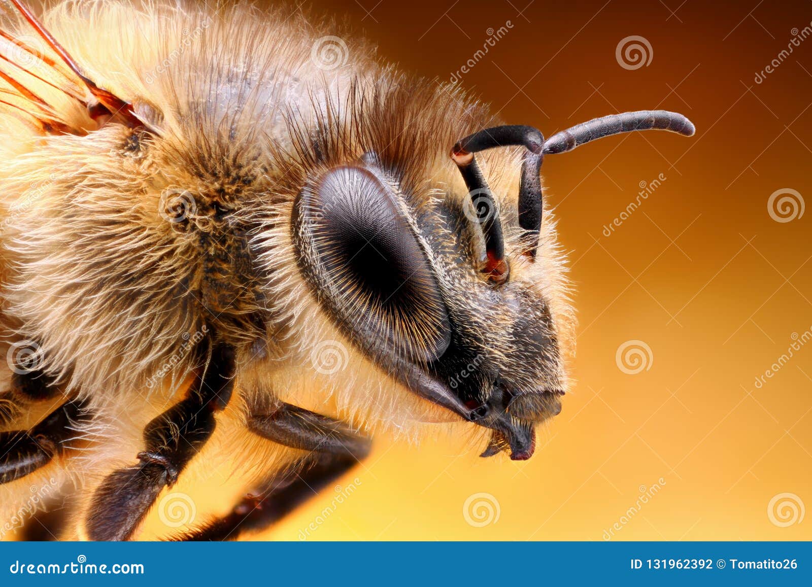 Sharp and Detailed Study of Bee Taken with Macro Lens Stacked from Many ...