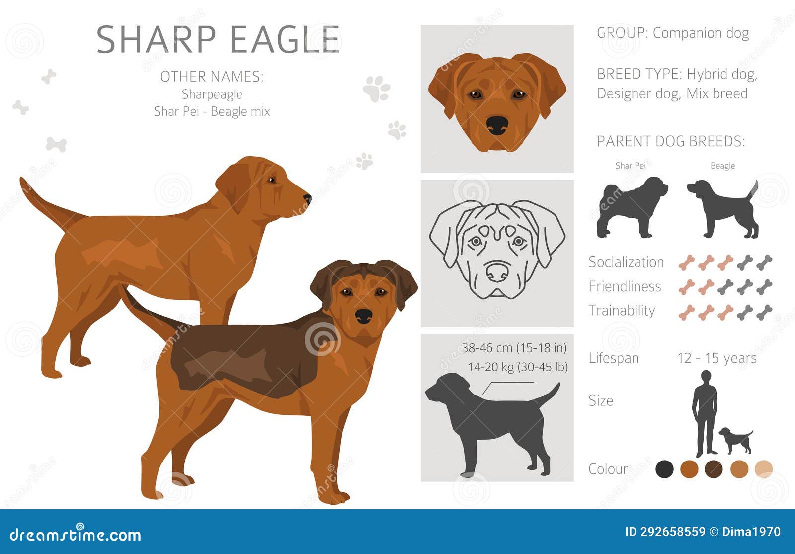 Sharp Eagle Clipart. Shar Pei - Beagle Mix Stock Vector - Illustration ...