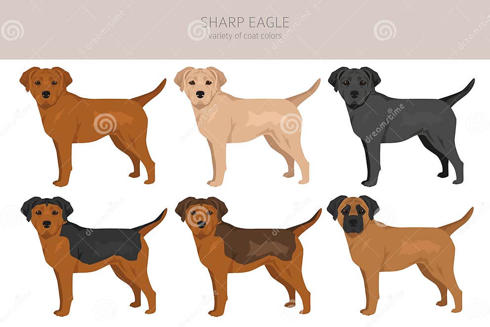 Sharp Eagle Clipart. Shar Pei - Beagle Mix Stock Vector - Illustration ...