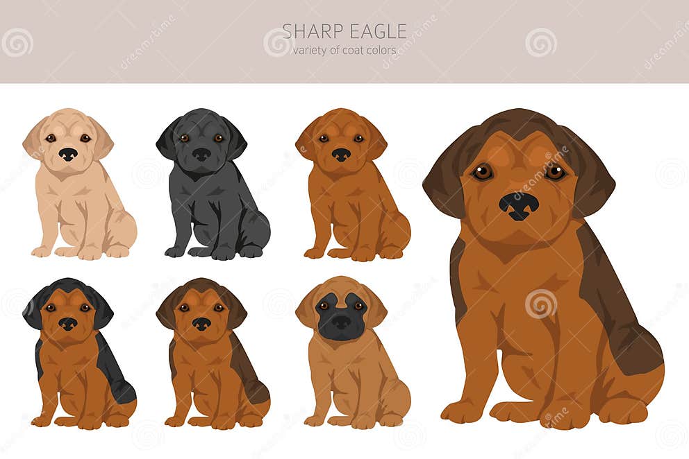 Sharp Eagle Clipart. Shar Pei - Beagle Mix Stock Vector - Illustration ...
