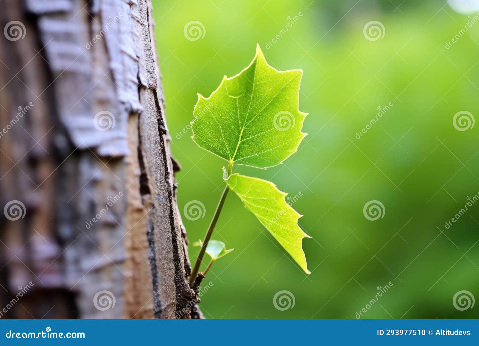 Sharp Edge of a Wooden Stake Against a Sapling Stock Illustration ...