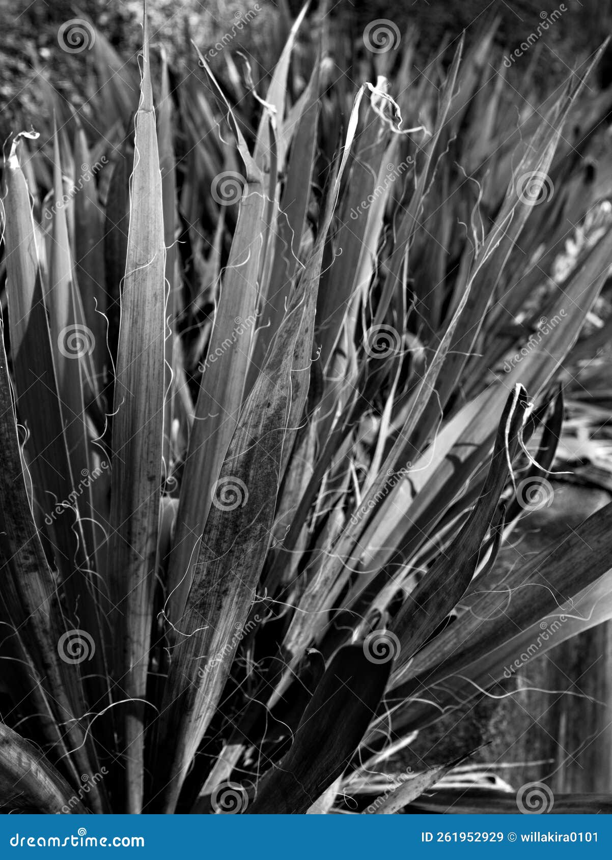 Sharp-edged plants stock image. Image of light, plants - 261952929