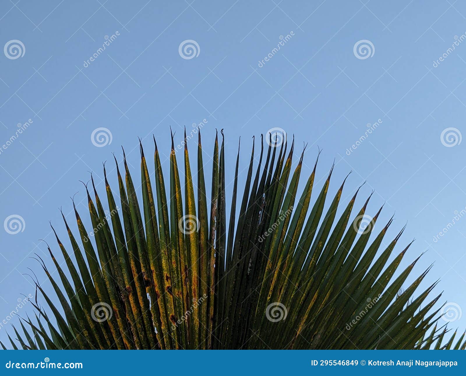 Sharp Edges of the Leaves, Sky Background Stock Image - Image of plant ...