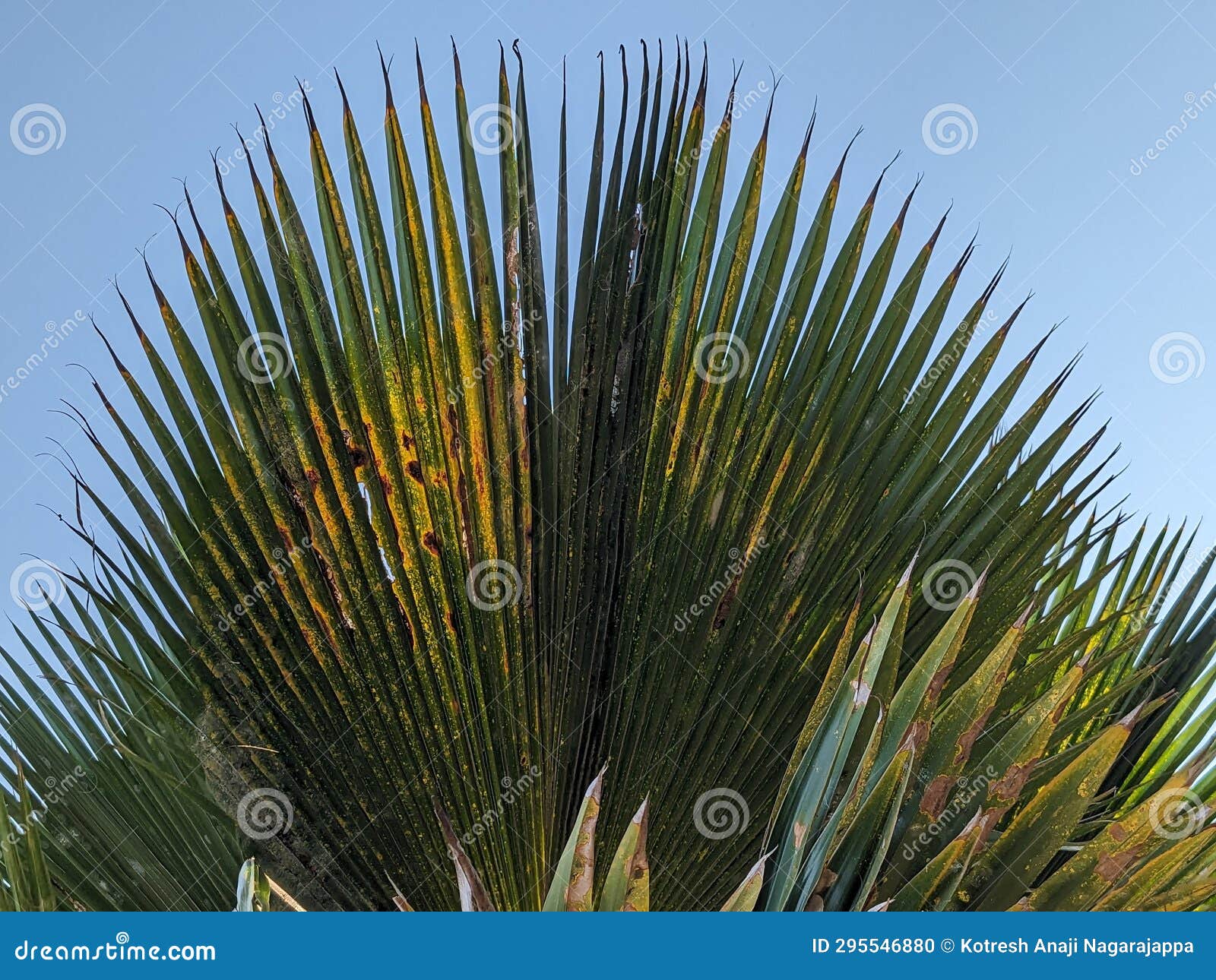 Sharp Edges of the Leaves, Sky Background Stock Photo - Image of blue ...