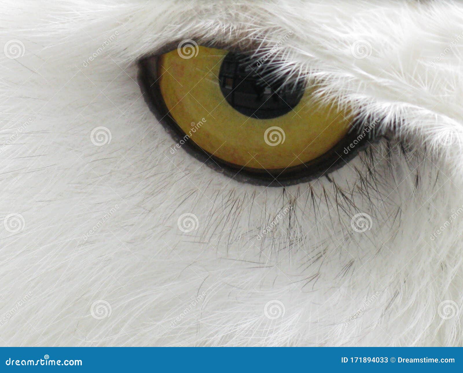 Sharp eye stock image. Image of eyen, gaze, ð·ñ€ð°ñ‡oðº - 171894033