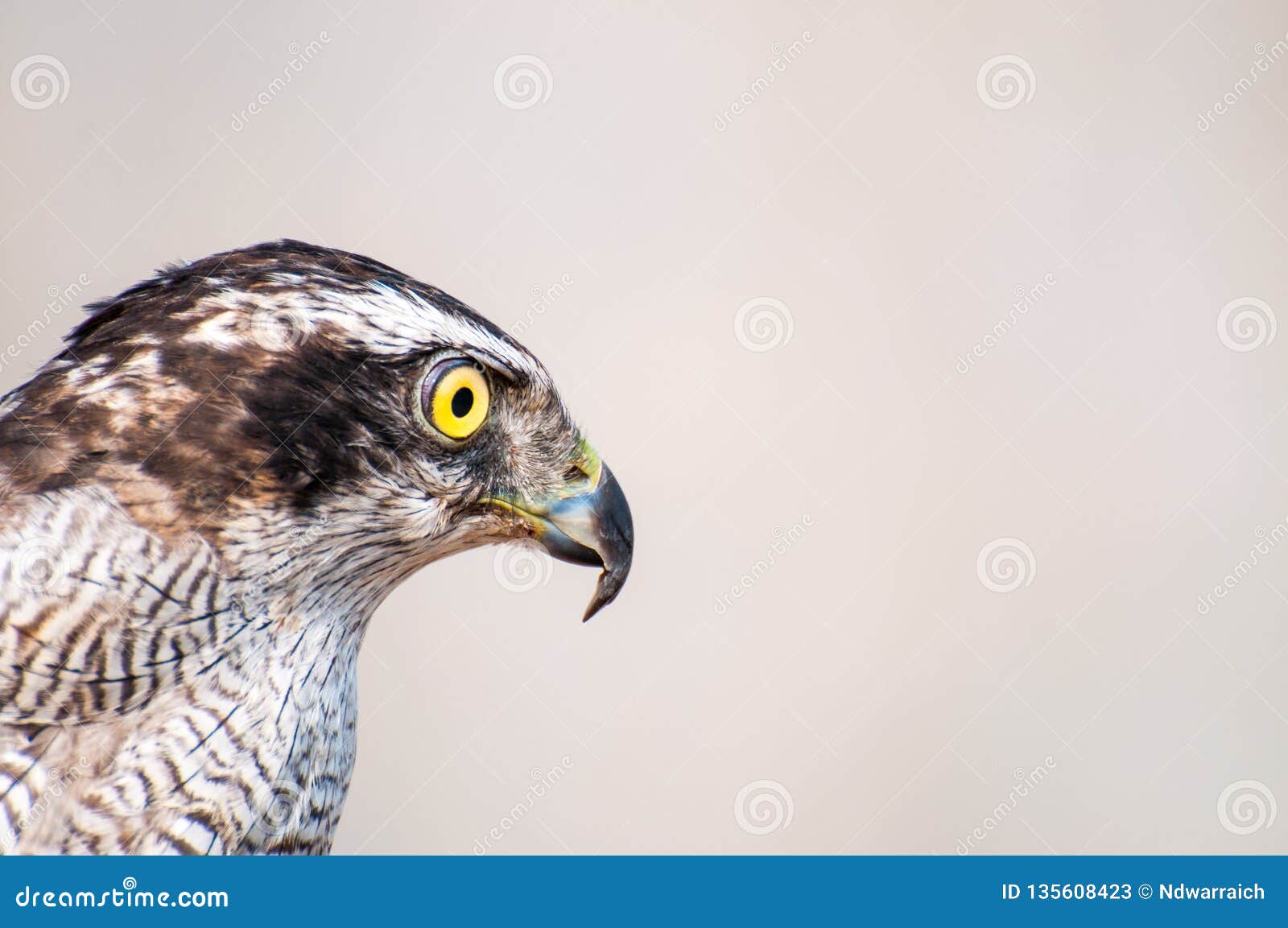 A sharp eye of the falcon stock image. Image of brown - 135608423