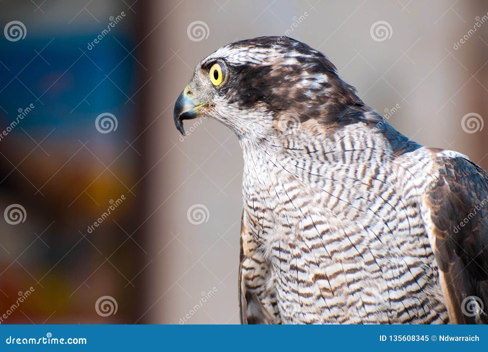 Sharp eye of the falcon stock image. Image of carnivore - 135608345