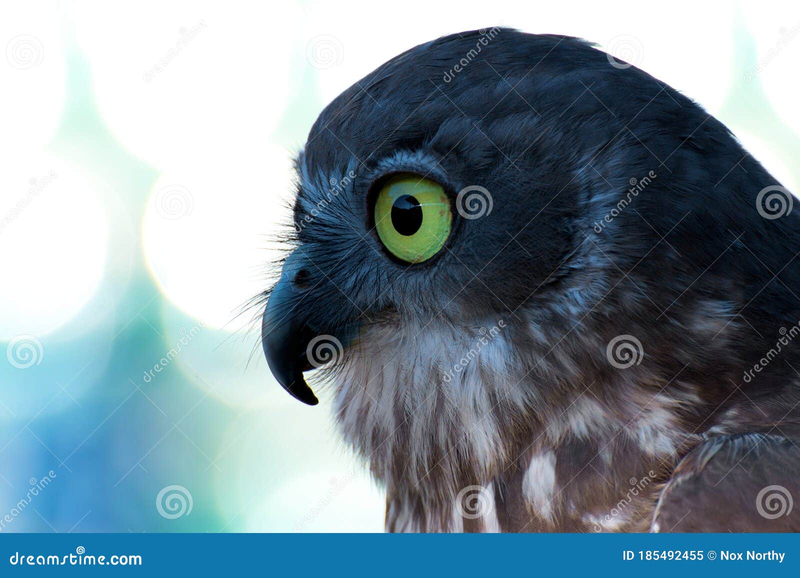 Sharp Eye of a Night Australian Owl. Stock Image - Image of travel ...
