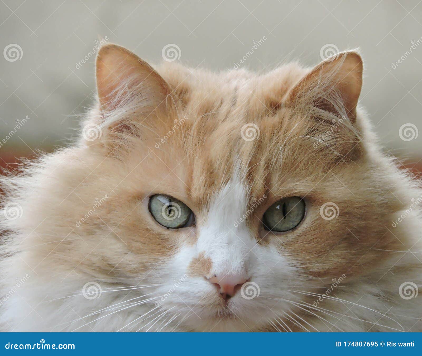 Sharp Eyes of a Cat Close Up Image Stock Image - Image of wild ...