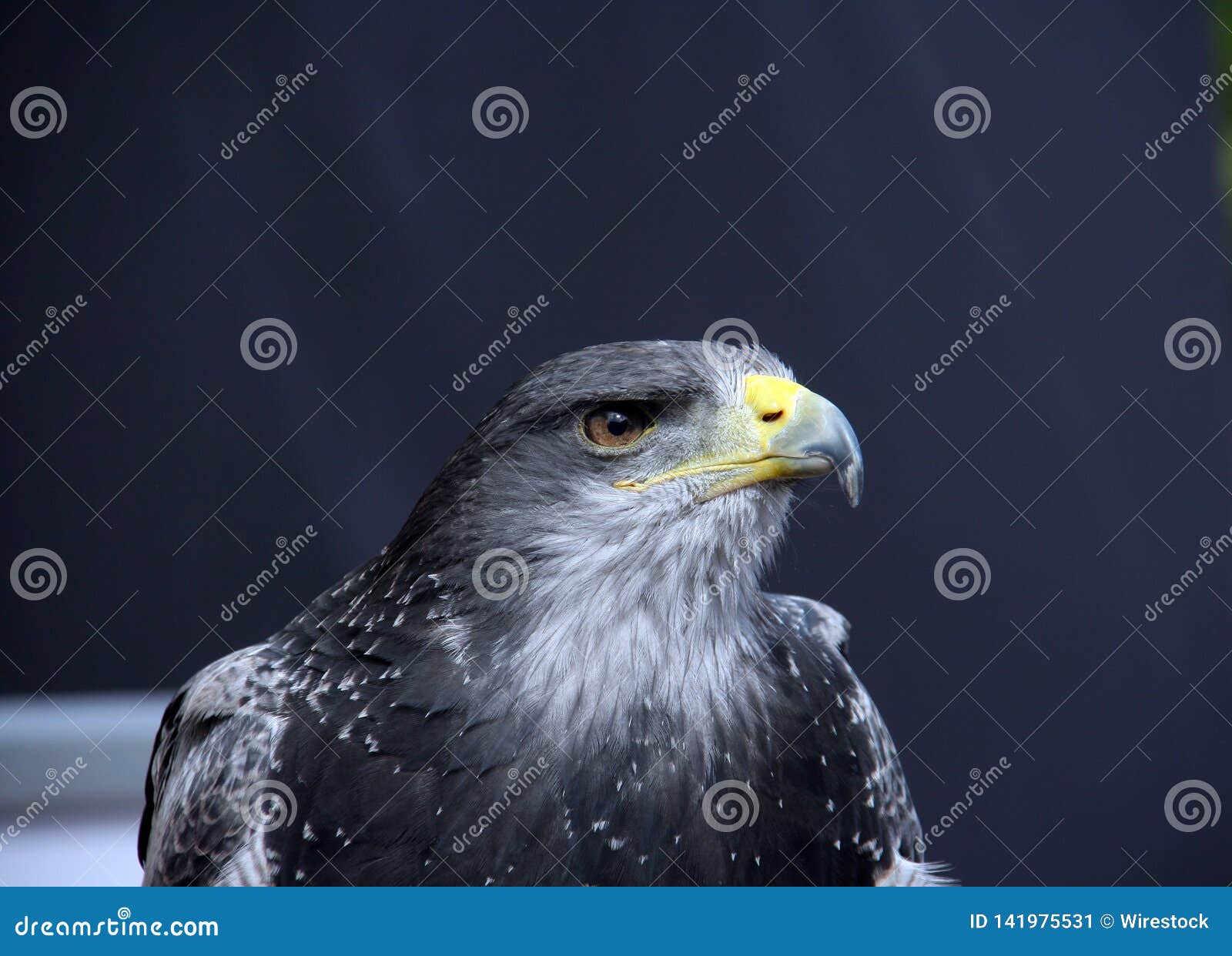 Honey Buzzard stock image. Image of hawk, wildlife, prey - 141975531