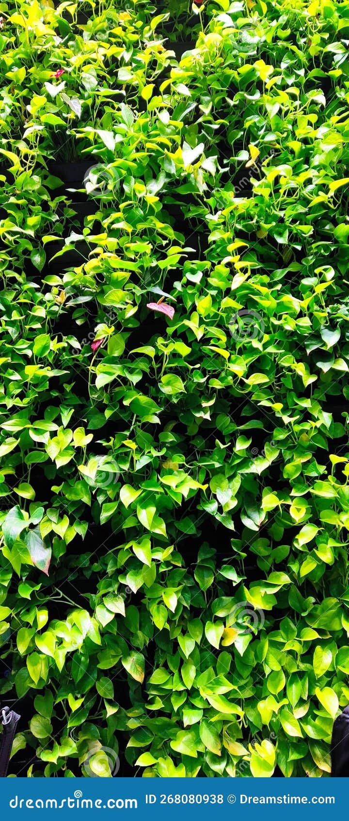 Sharp Feel Nature Colour Life Stock Photo - Image of sharp, feel: 268080938