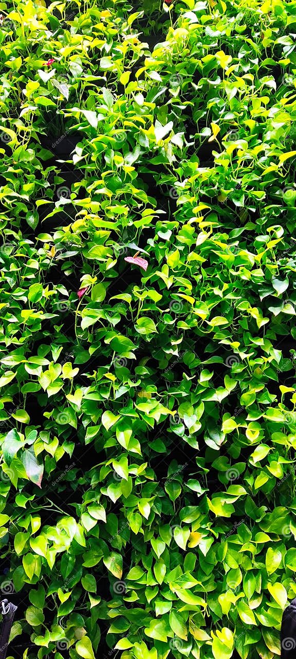 Sharp Feel Nature Colour Life Stock Photo - Image of sharp, feel: 268080938