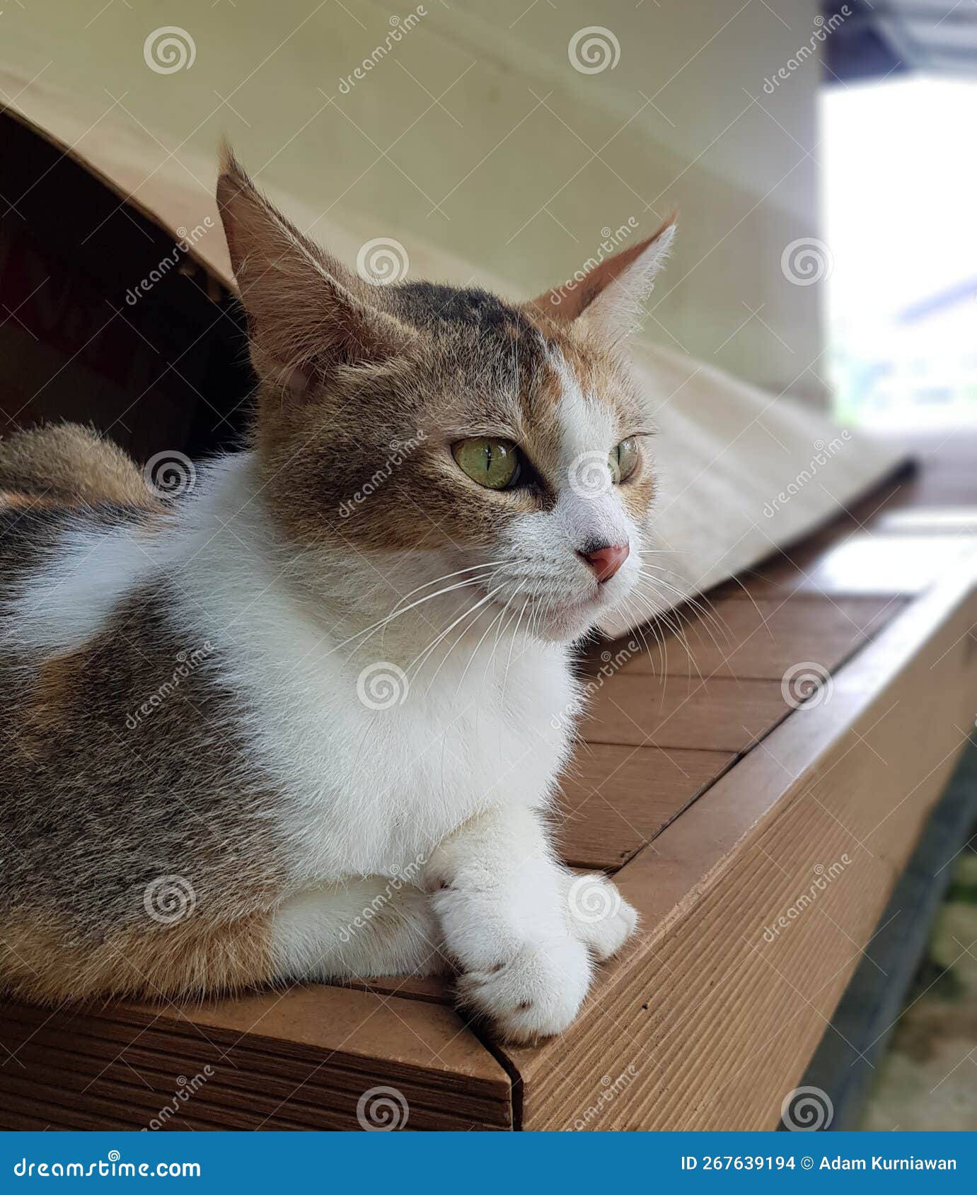 The Sharp Forward Gaze of a Tabby Cat Stock Photo - Image of tabby ...