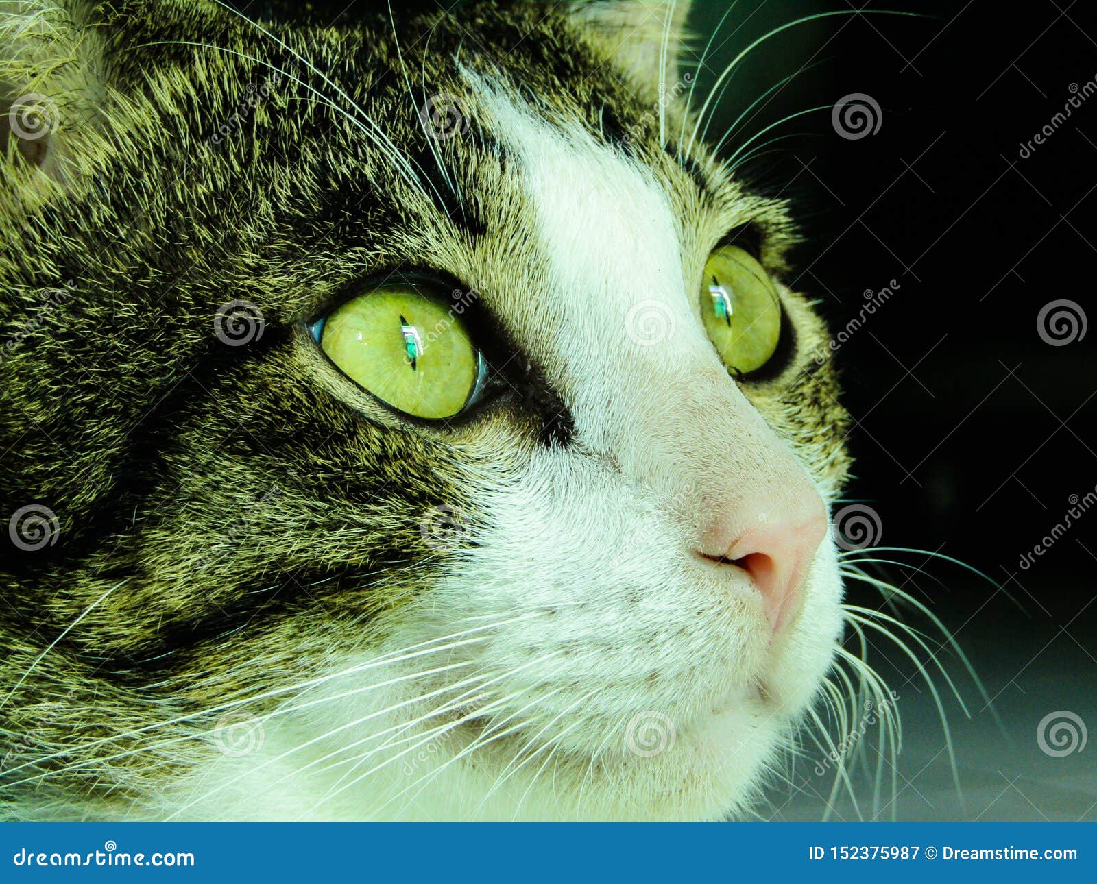 The Sharp Gaze of a Domestic Cat Stock Image - Image of kitten, macro ...