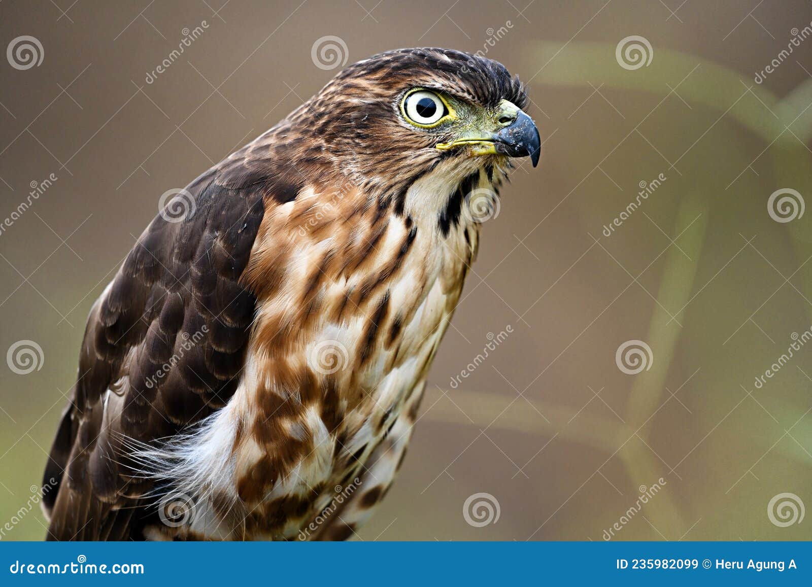 The Sharp Gaze of the Eagle Stock Image - Image of sharp, sparrow ...