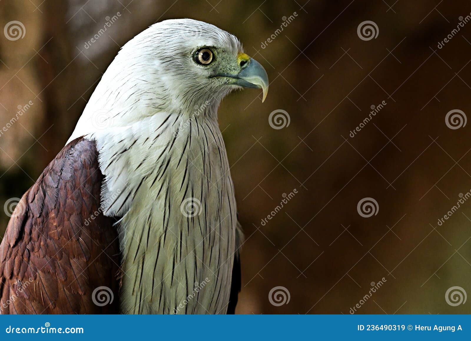 The Sharp Gaze of the Eagle S Eyes Stock Image - Image of eagles ...