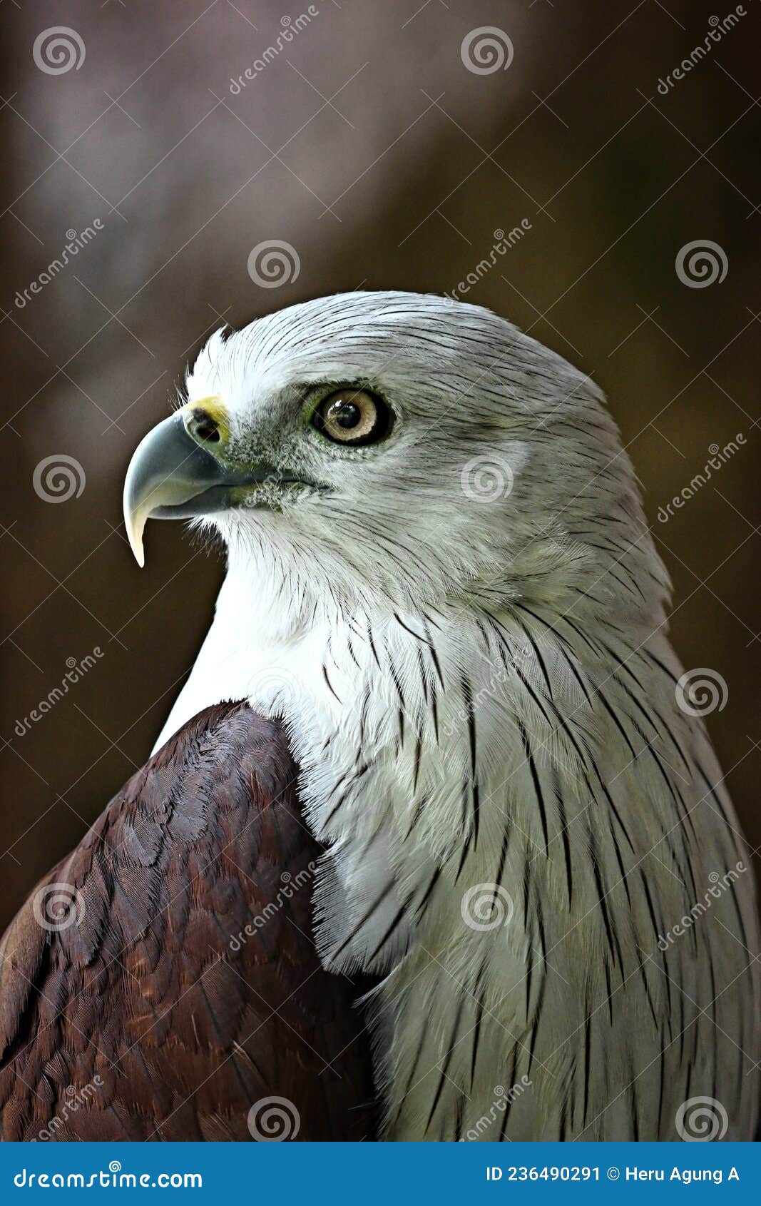 The Sharp Gaze of the Eagle S Eyes Stock Image - Image of like, falcon ...